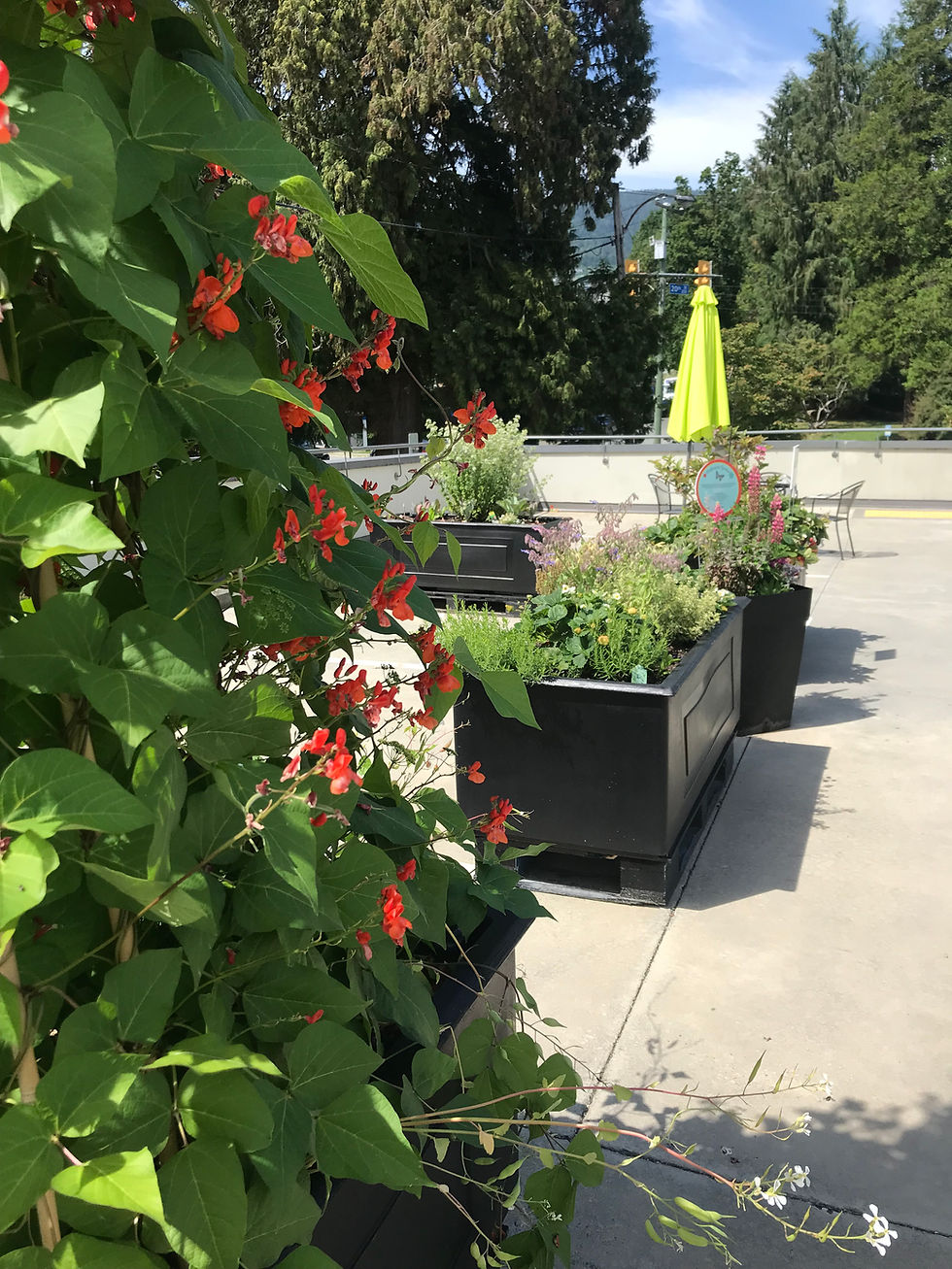 Community Gardens & Streetscape Projects | Sybertech Waste