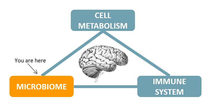 Why the microbiome matters in autism | N of One: Autism Research ...
