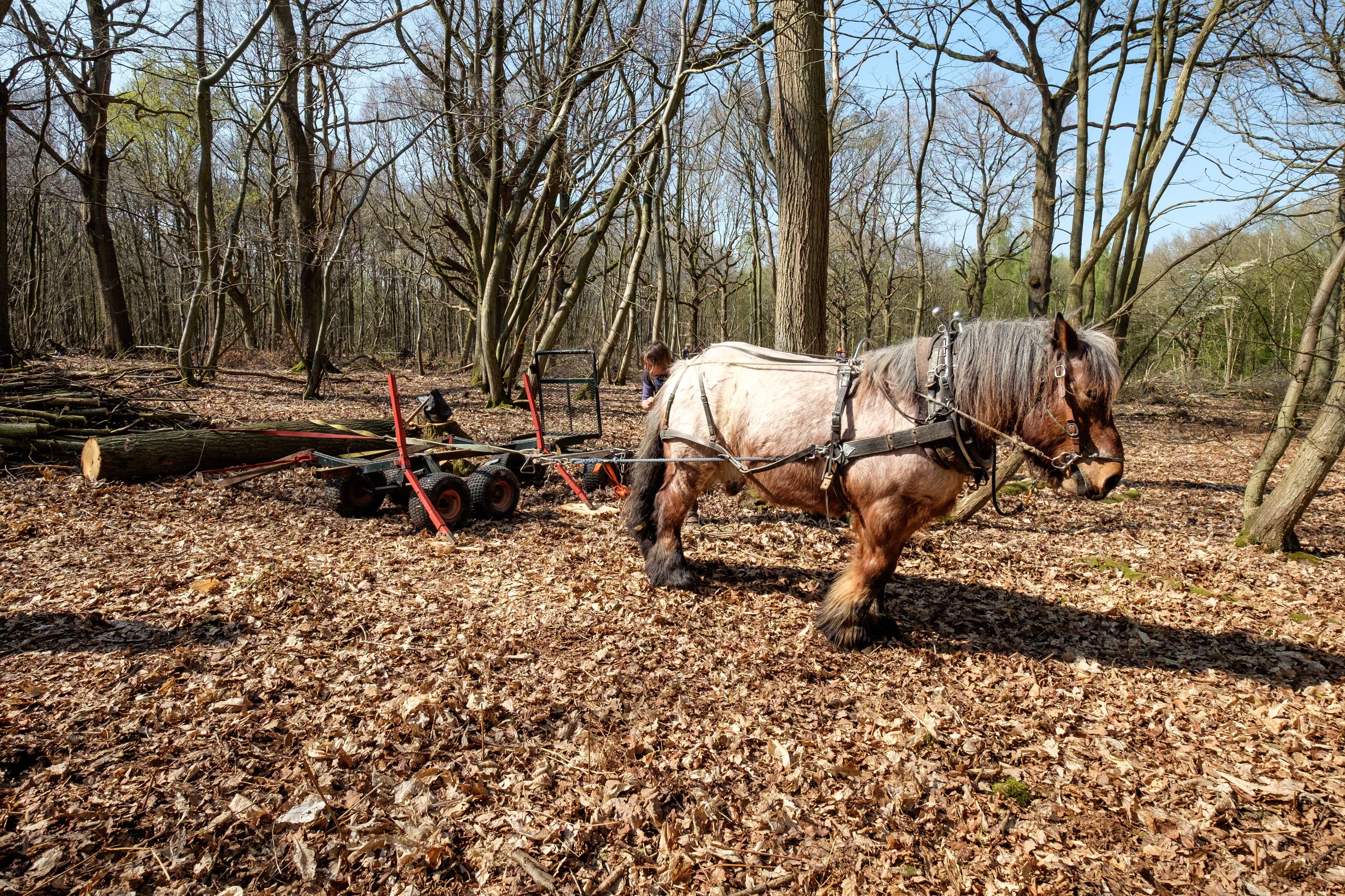 Horse drawn timber extraction | berenger