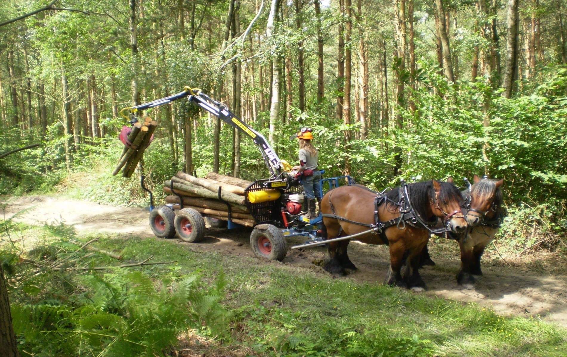 Horse drawn timber extraction | berenger