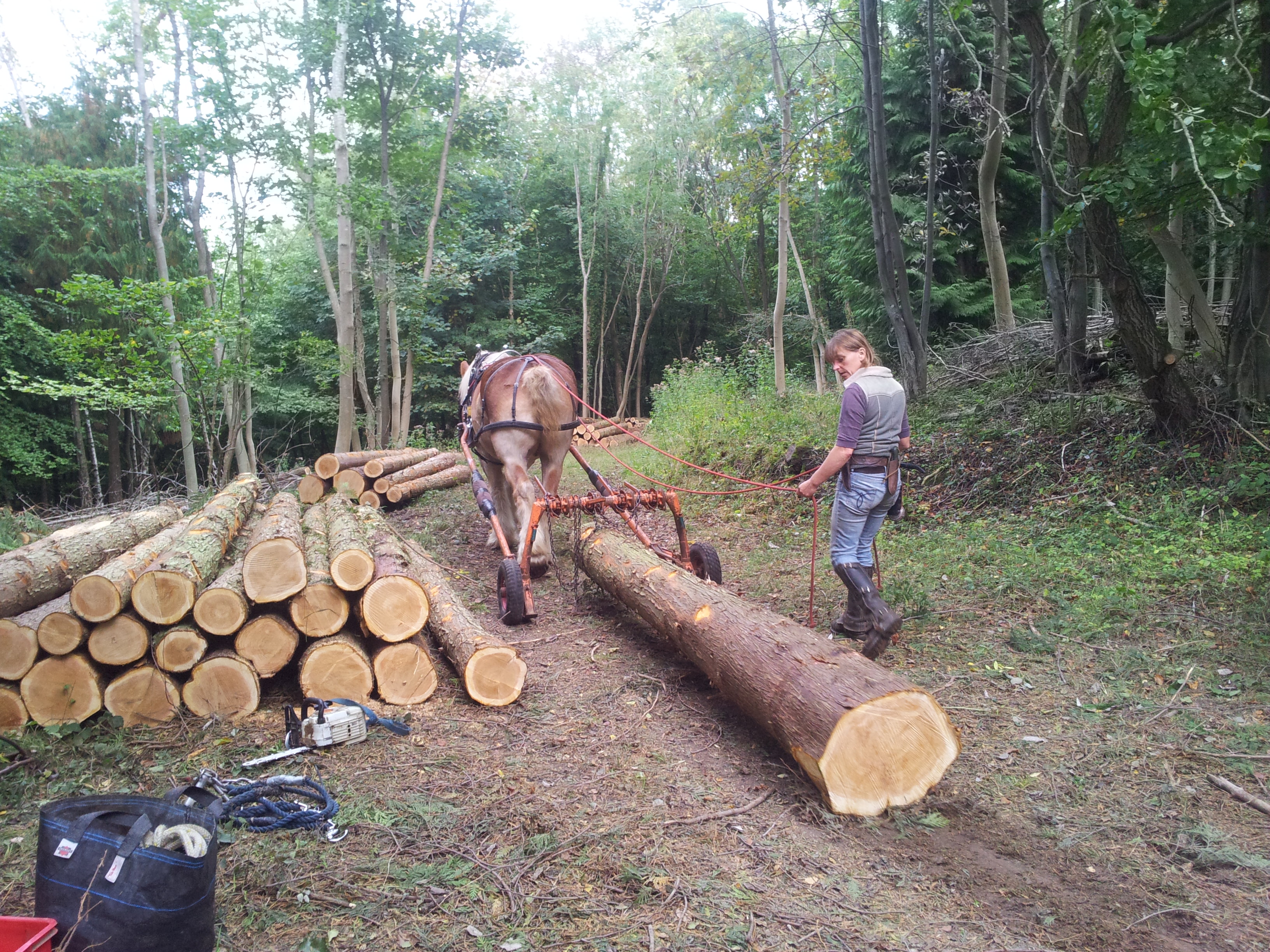 Horse drawn timber extraction | berenger