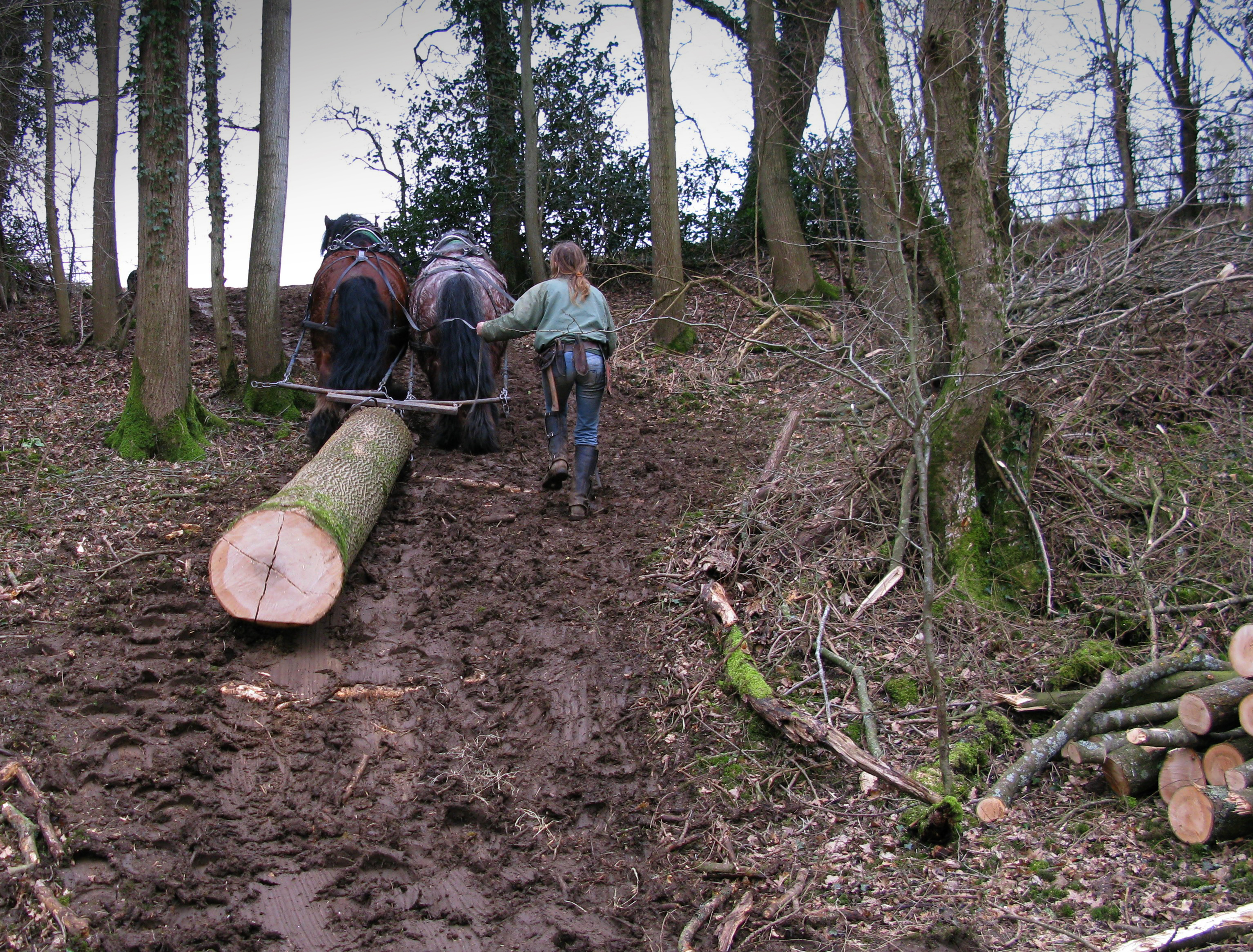 Horse drawn timber extraction | berenger
