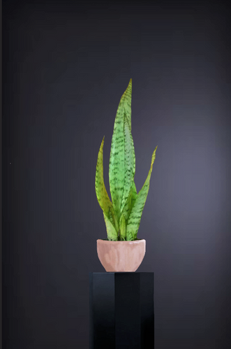Snake Plant | Verdure Plant PH