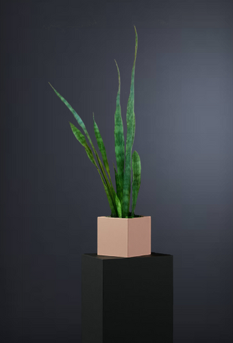 Snake Plant 'Futura Robusta' | Verdure Plant PH