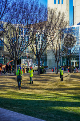 Neighbours Tree Company Ltd. | Edmonton Arborist | 22216 South Cooking ...