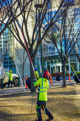 Neighbours Tree Company Ltd. | Edmonton Arborist | 22216 South Cooking ...