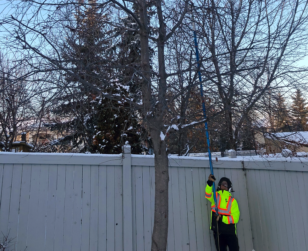 Pruning | NeighboursTree