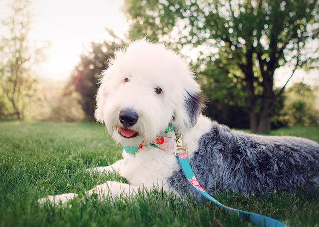 Breeder | TLC by the Lake | Poodles and Doodles