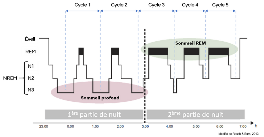 Les cycles du sommeil