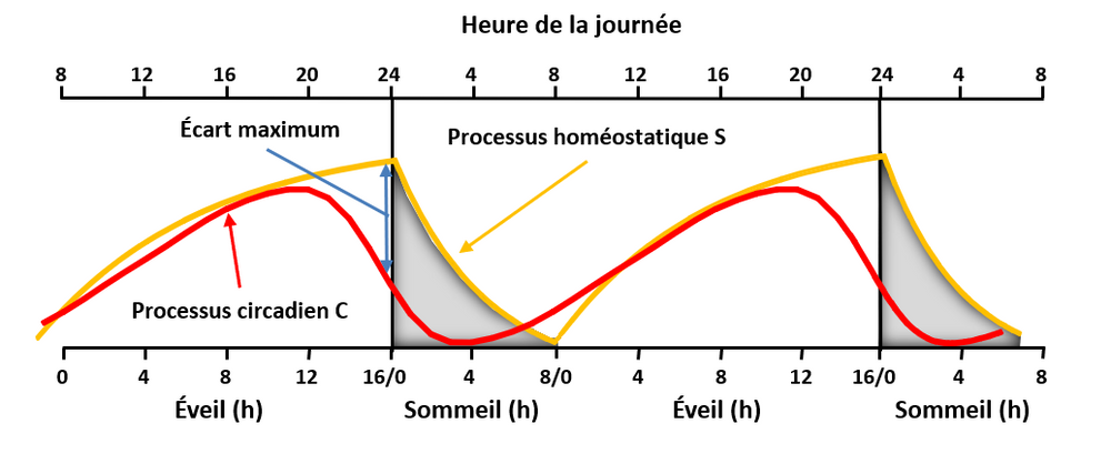 Les Rythmes Circadiens, qu'est-ce donc?