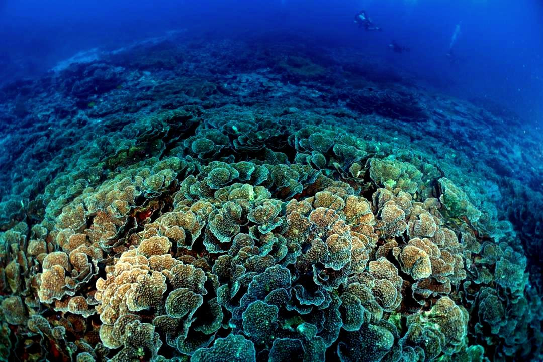 Differential size frequency distribution of hard coral colonies across ...