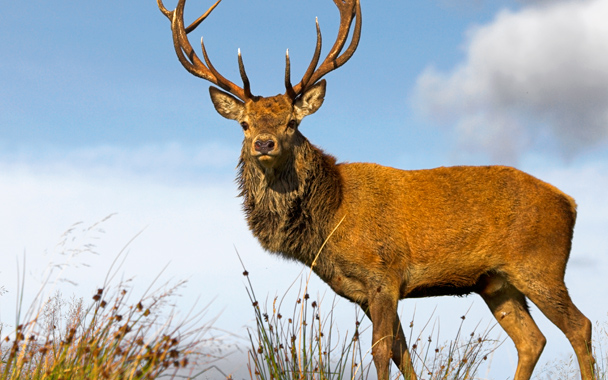 Kebaikan Memakan Daging Rusa Dan Perkhidmatan Rusa Panggang.