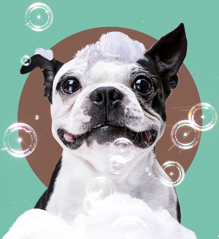 Pet Shop | Empório das Patinhas | Rio de Janeiro | Brasil