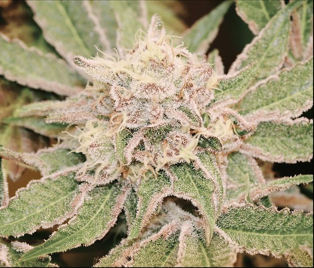 Push OG | Glass Meadows Inc