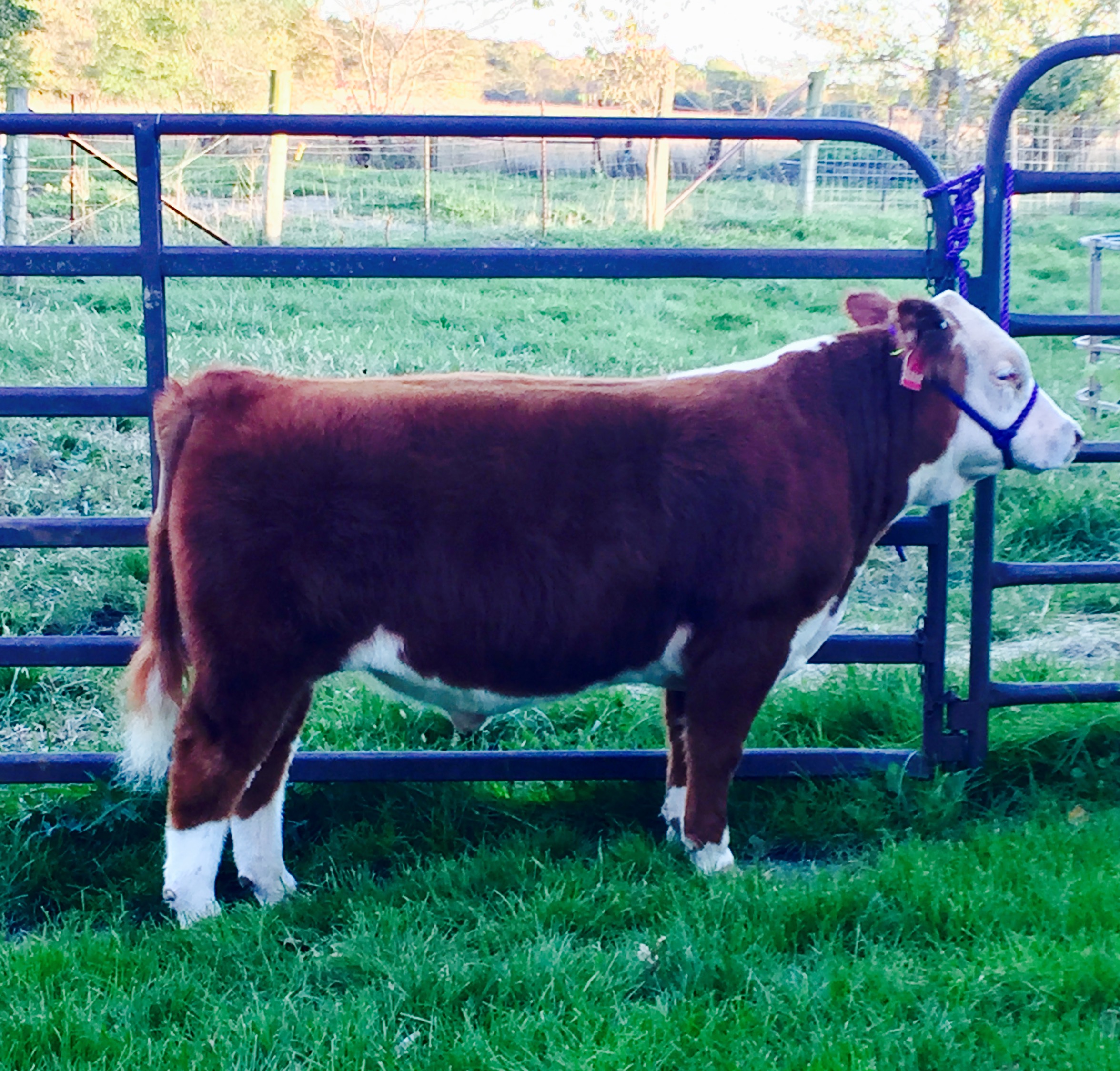 Christenson Cattle Company Linden,IA Miniature Herefords Our Cattle