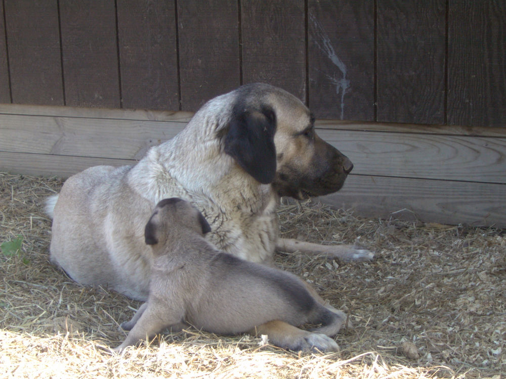 Raising Livestock Guardian Dog Puppies