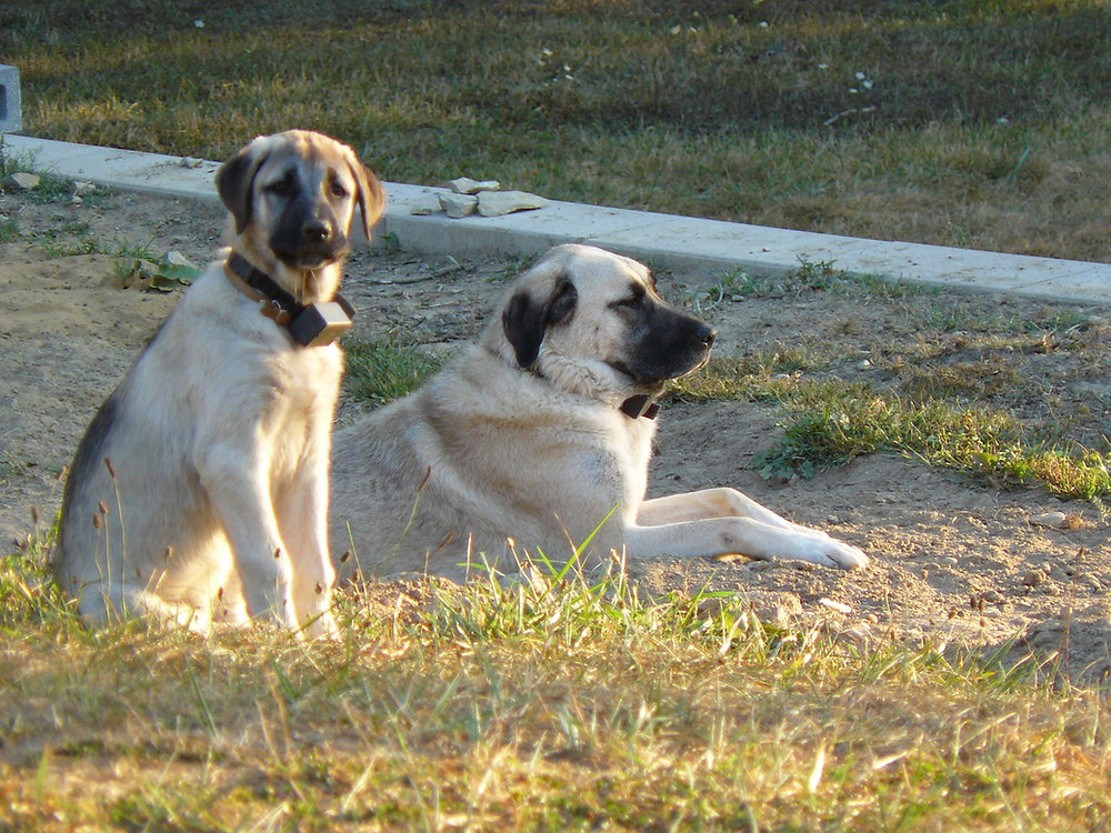Before You Buy a Livestock Guardian Dog or Puppy