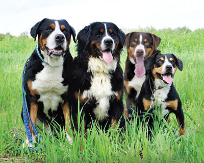 What is a Farm Dog? Making the Best Choices for Working Partners on the ...