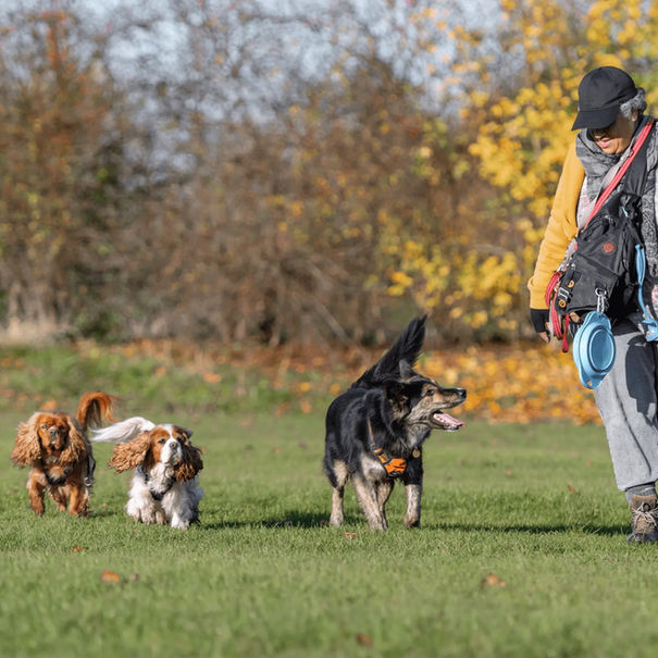 Dogs at Heart | dog walker dulwich