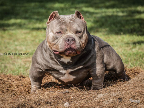 STUDS | Blockline Bullies