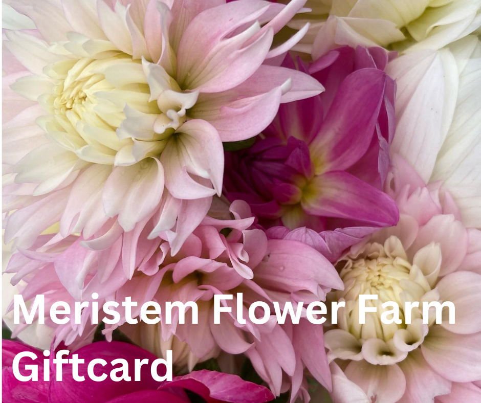 Gift Card Meristem