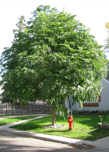 Espresso Kentucky Coffeetree | Baldwin Landscaping