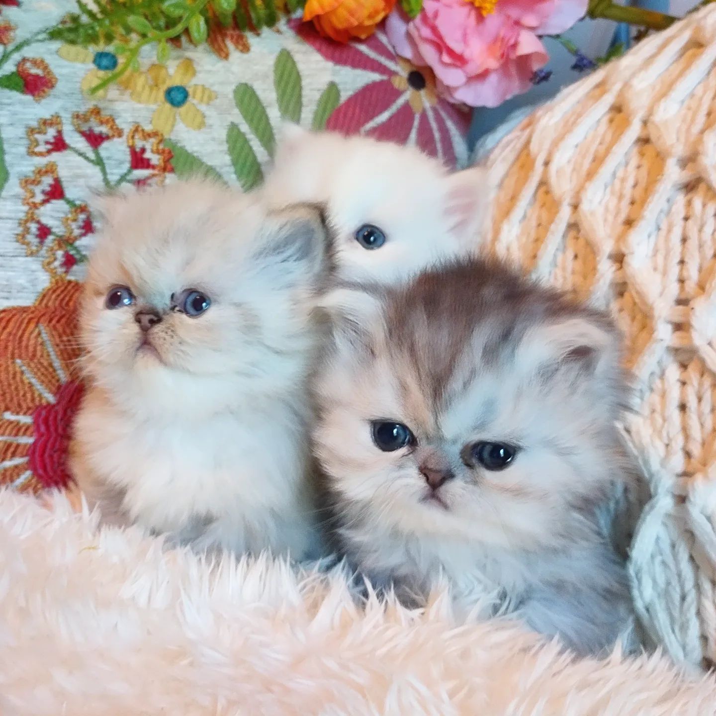 Persian | Oklahoma Cfa Persians, Himalayans, And Exotic Kittens