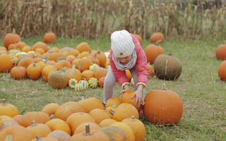 pumpkin picking clitheroe