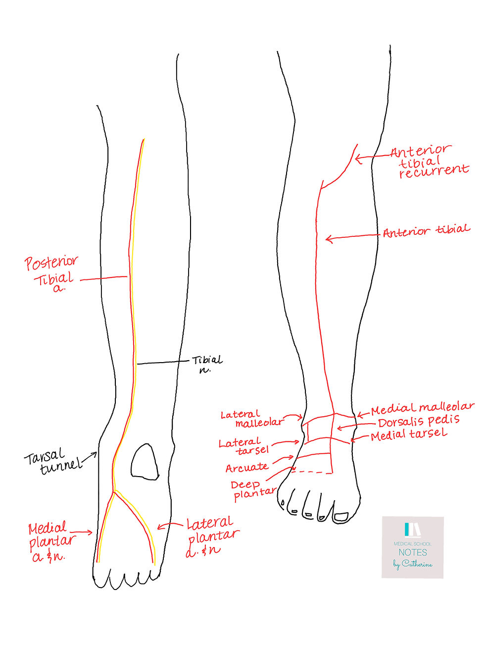 Arteries of the Leg and Foot