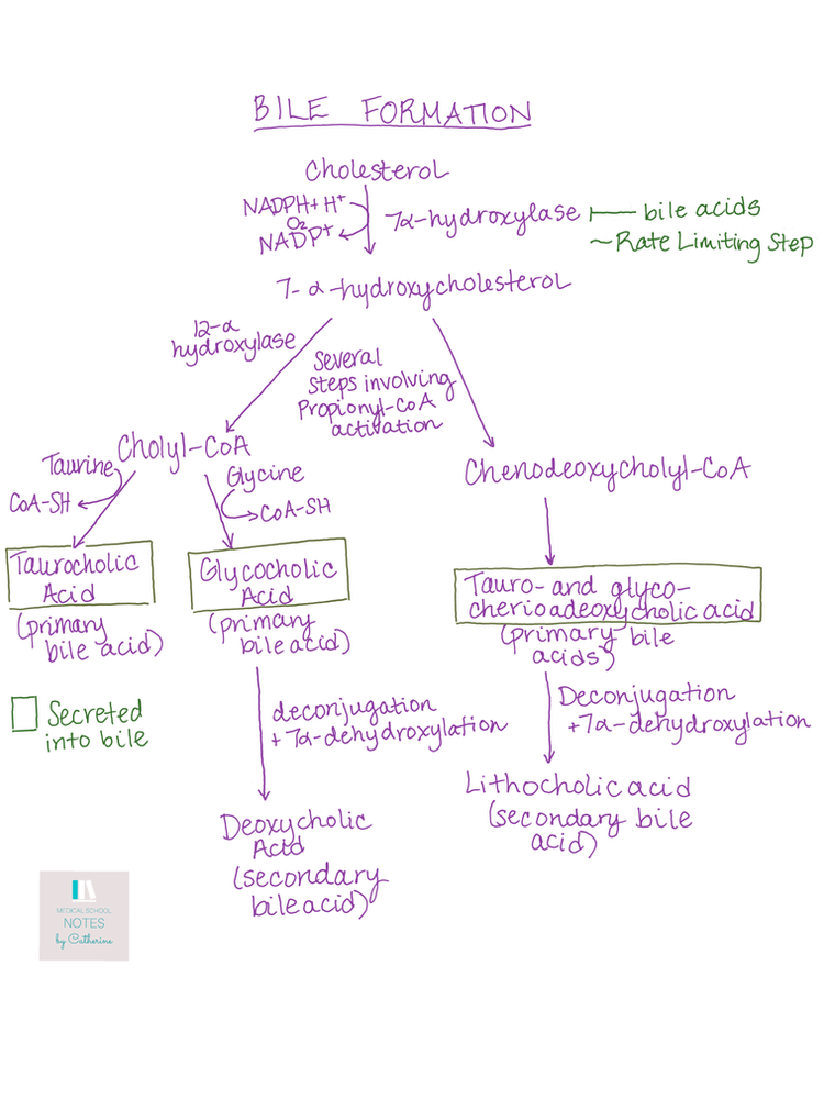 Bile Acid Formation