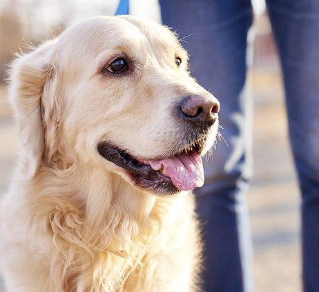 Volunteer | The Humane Society of Seneca County