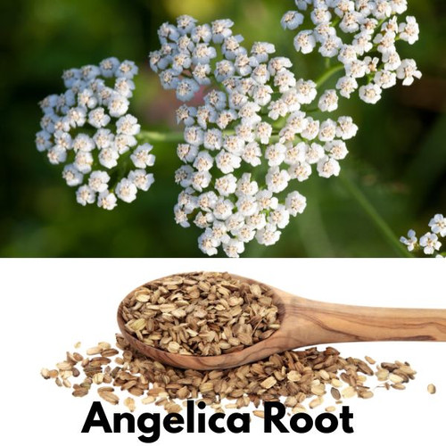 Angelica Root, Herbs, Dried, Cut & Sifted | St Croix Tea