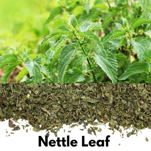 Nettle Leaf, Dried, Cut and Sifted | St Croix Tea