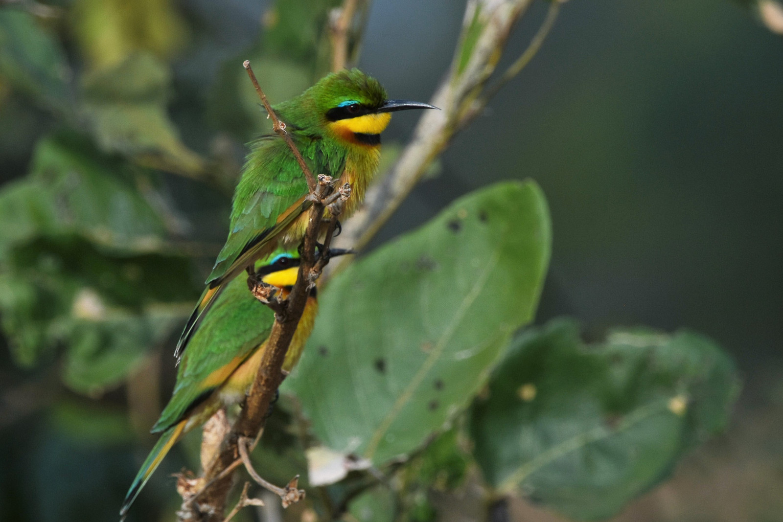 Bee Eaters - Zambia