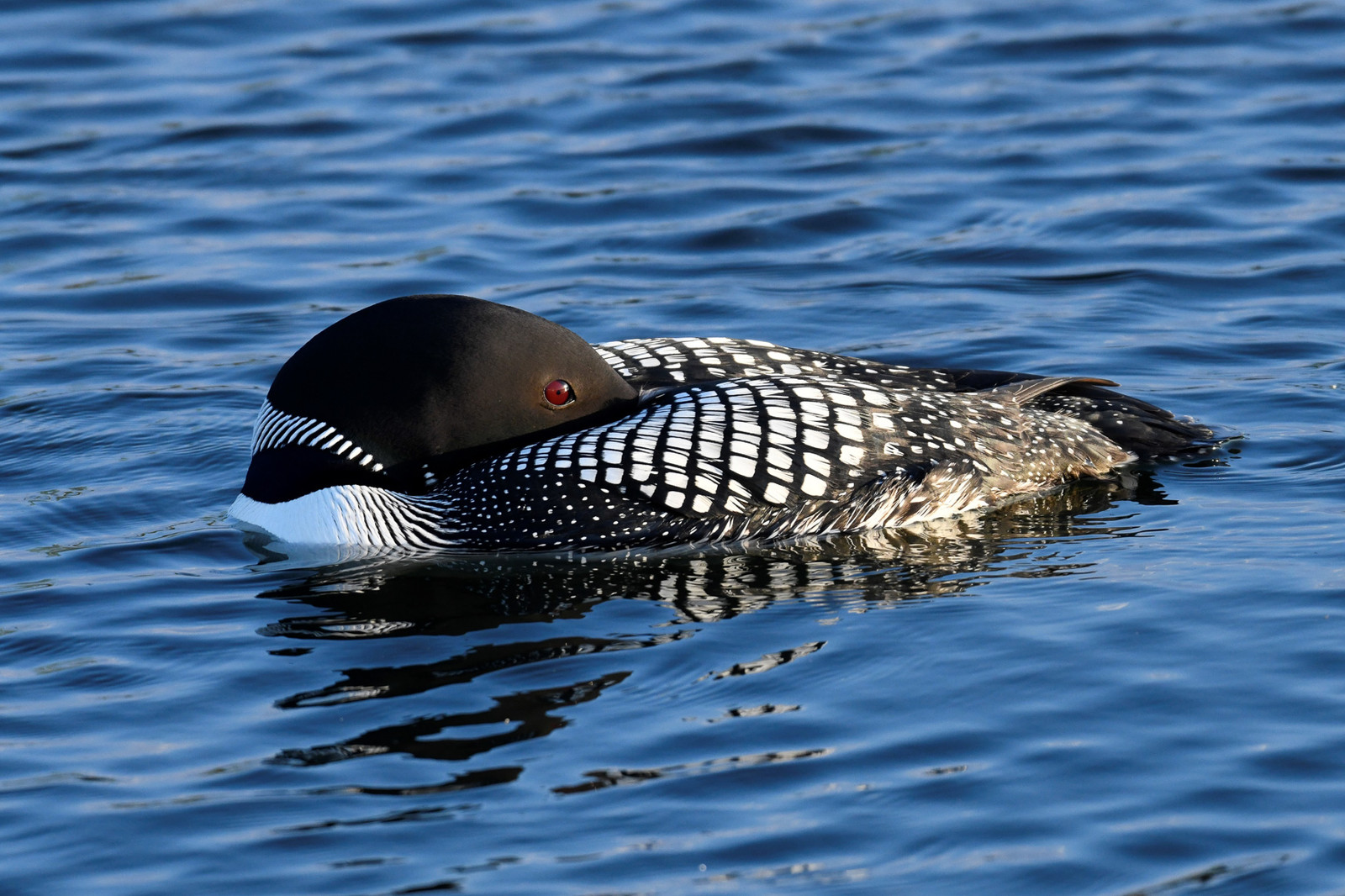 Common Loon - Minnesota