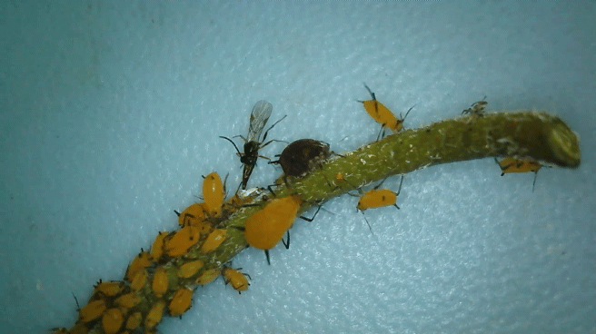 The War on Aphids begins again and this time I have reinforcements