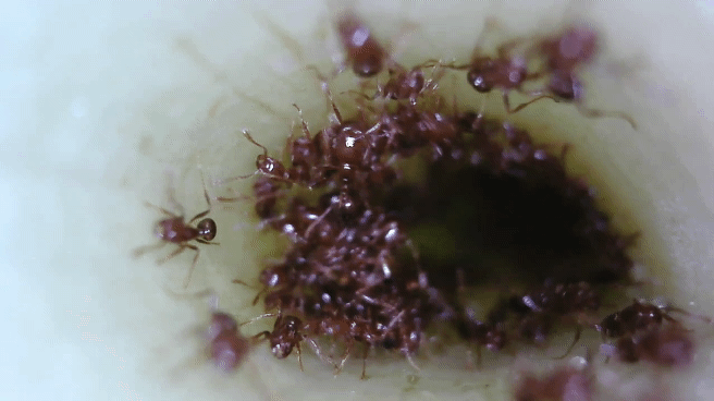 Ants in the Newest Judith Hindle