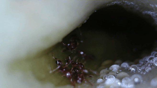 Ants in the Newest Judith Hindle