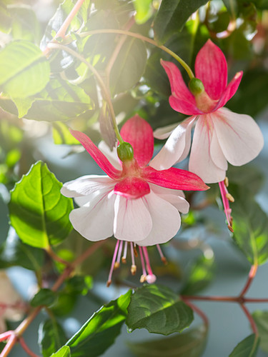 Trailing Fuchsia | Bedding Plants