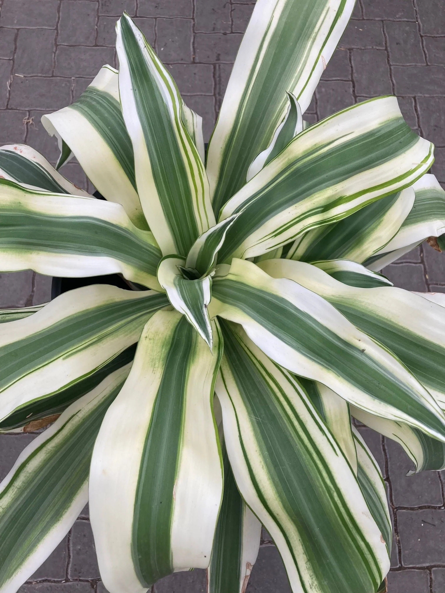 Home | Chicago Bloom