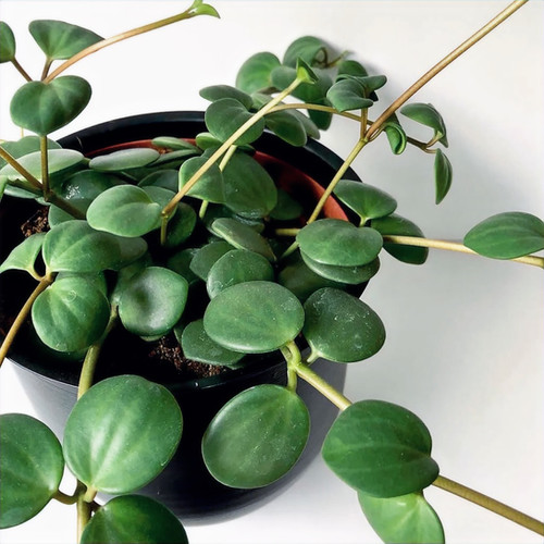 Trailing Jade (Peperomia Rotundifolia) | Chicago Bloom
