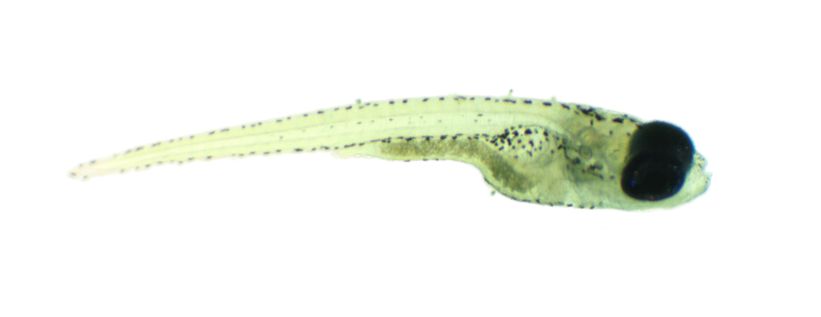 Zebrafish CRO | Pentagrit| In vivo Pre Clinical services Chennai