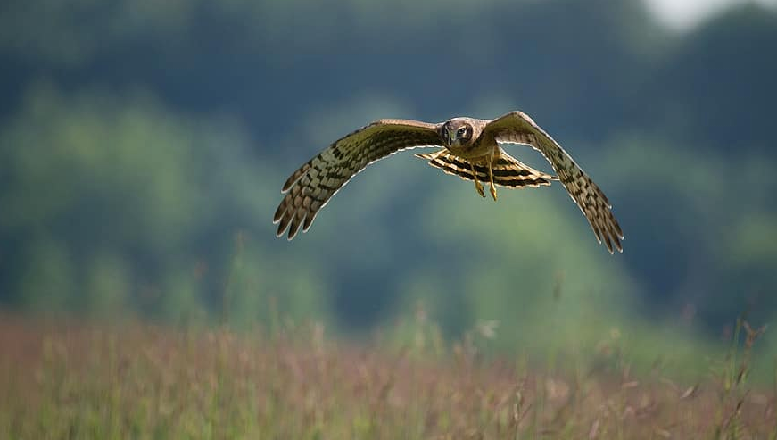 How the RSPB sabotaged plans to reintroduce the hen harrier to southern ...