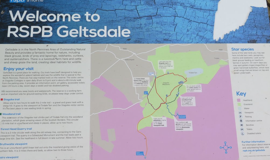 The mystery of RSPB Geltsdale's hen harriers