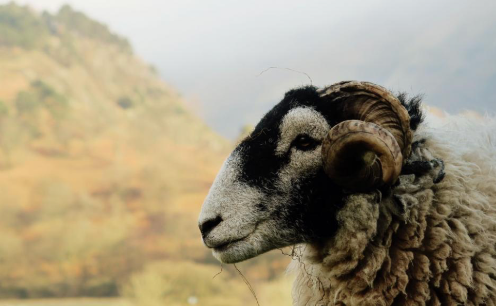 National Sheep Association warn that reducing livestock will increase ...