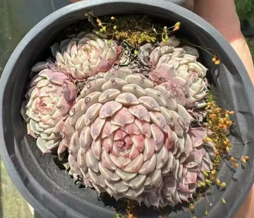 Echeveria sp Pinwheel Cluster | The Flora Chapter