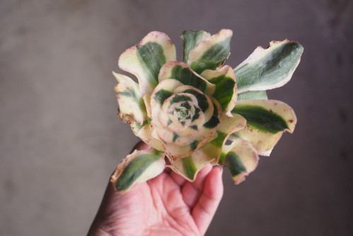 Aeonium Princess | The Flora Chapter