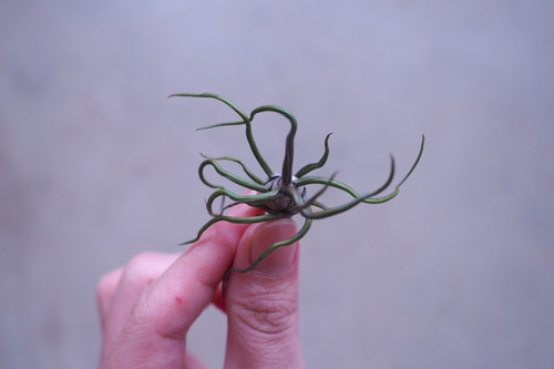Tillandsia Small Octopus | The Flora Chapter