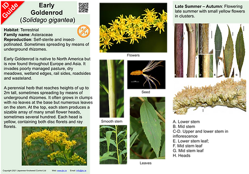 Early Goldenrod, Giant Goldenrod, Solidago gigantea, Invasive Species ...