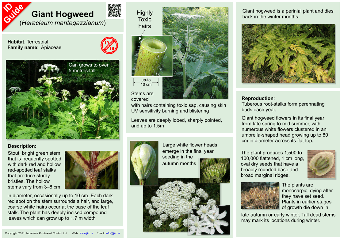 Giant Hogweed Identification Eradication Ireland